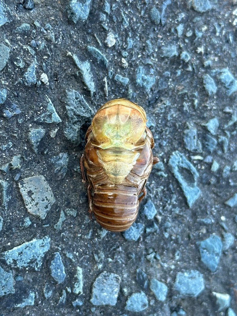 こなつチャンネル(81)セミ発見！？｜NicePapa 平野 尚志