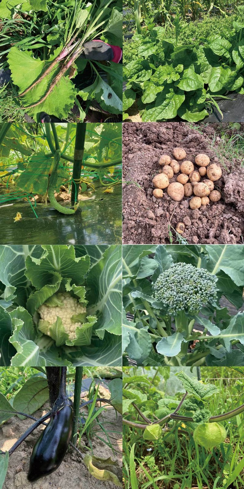 HUGKUM ｜ NPO法人みんなの社会応援団活動リポート【2024年6月】｜NPO法人みんなの社会応援団