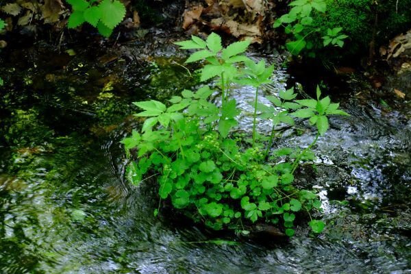 アイヌの神宿る、来運神社｜tabito