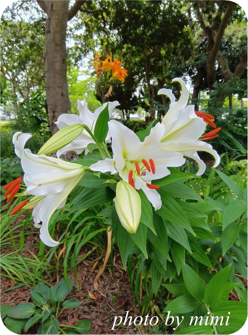 カサブランカ｜mimi fleur