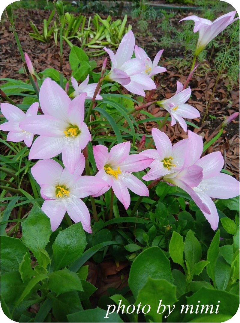 ハブランサス｜mimi fleur