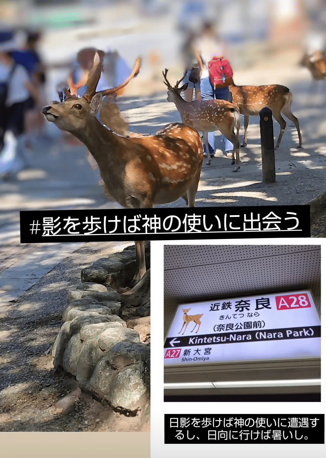 奈良・NARA・奈良！！｜nothihodo/作菓