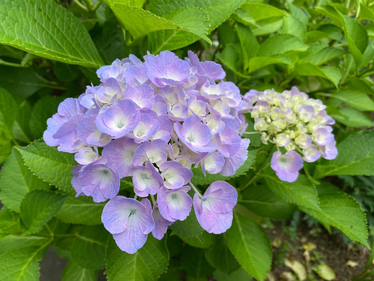 まさ / Atelier Masa｜note