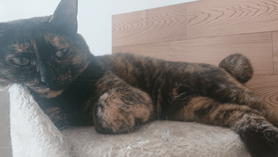 サビはめちゃかわしっぽ｜sabi_cat