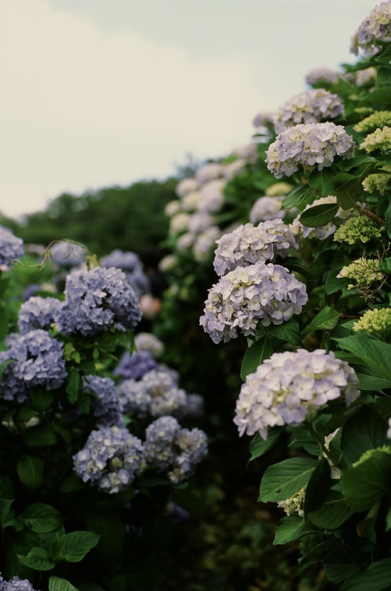 4🎞️📷 CONTAX aria その1 フィルムカメラ|Ynofilm 4🎞️📷 CONTAX aria その1 フィルムカメラ|Ynofilm
