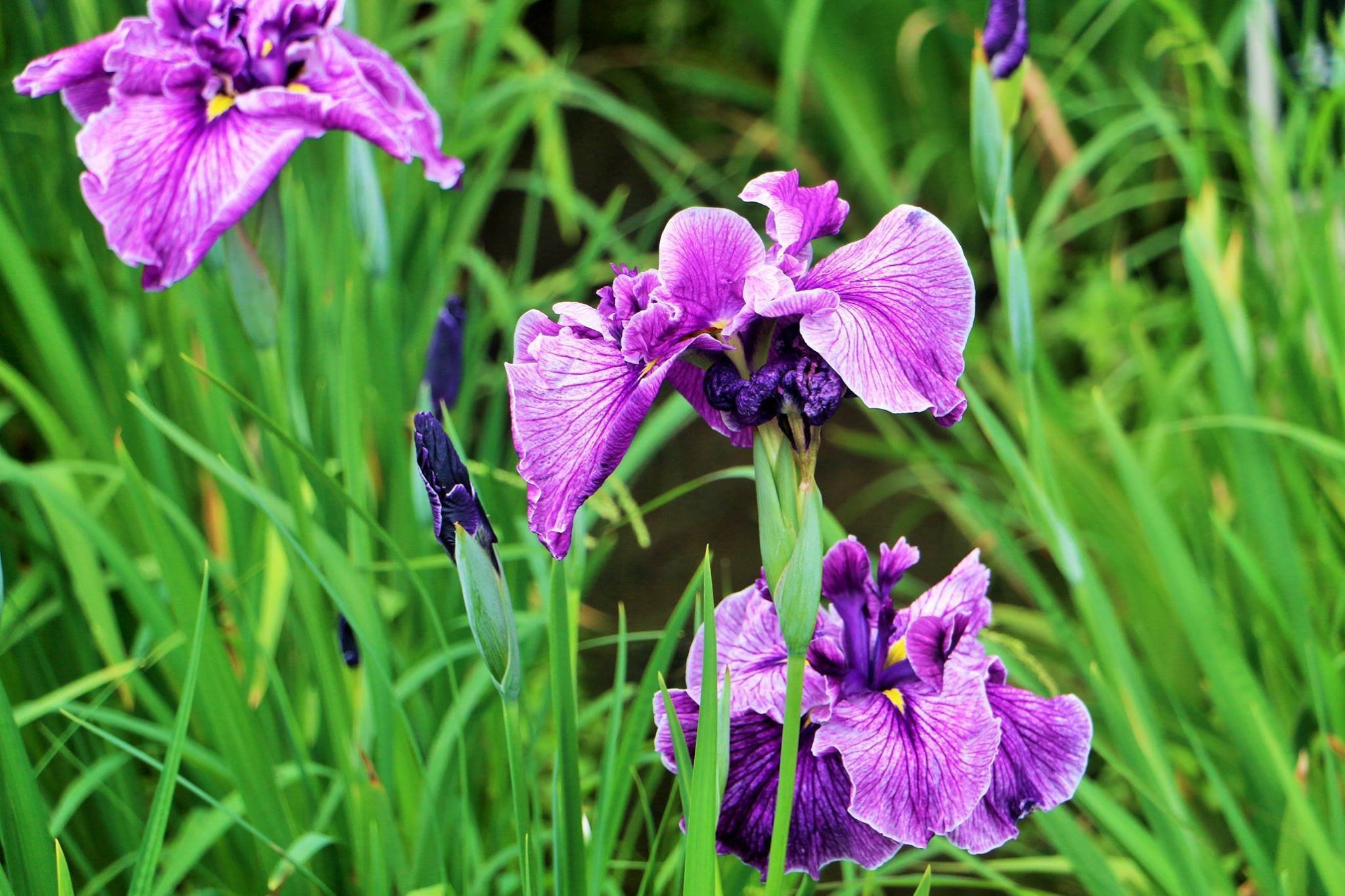 横須賀菖蒲園の写真です｜エーショー西郷（Kazu K）