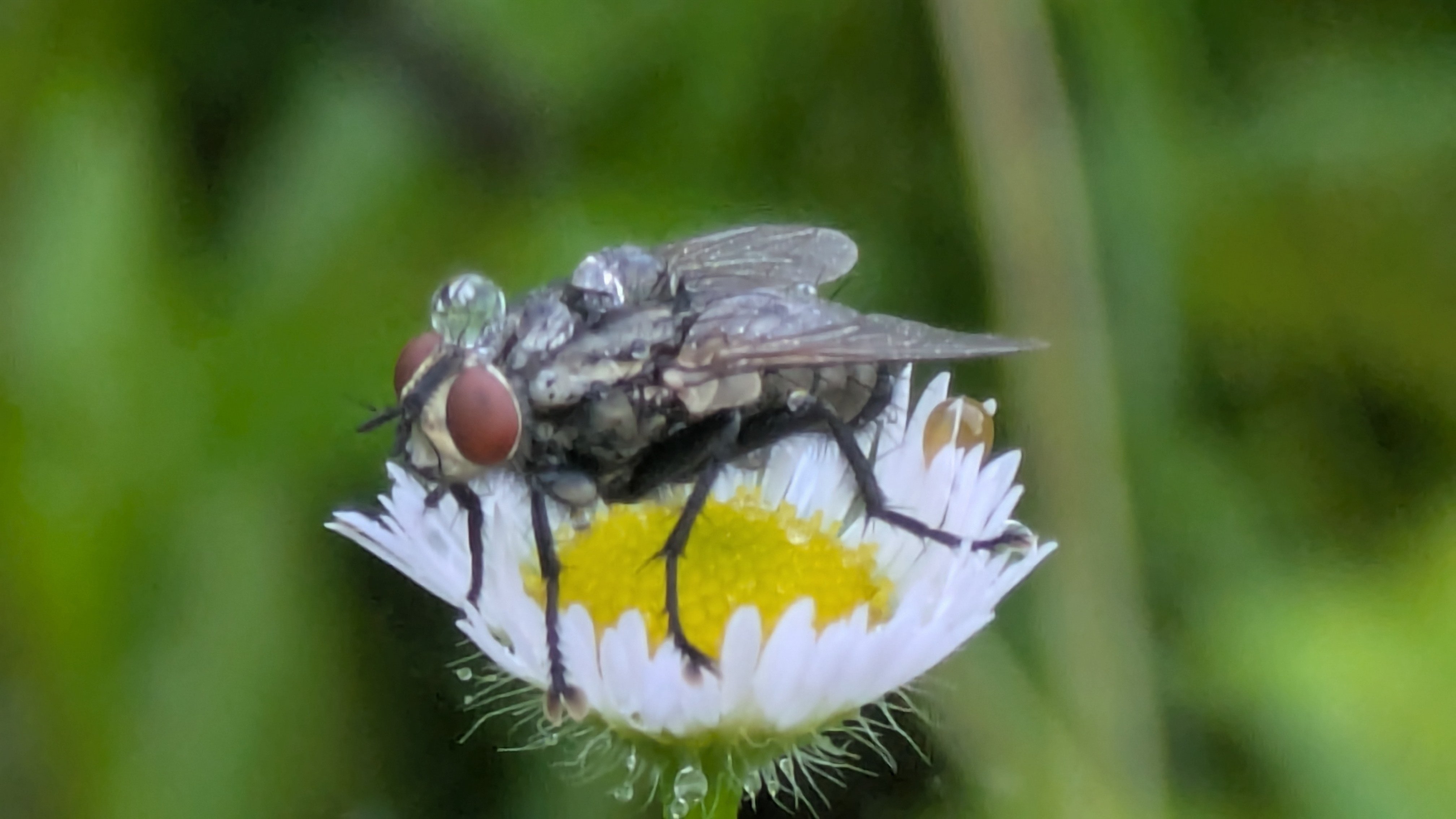 今朝の水滴⑥｜ichiro70