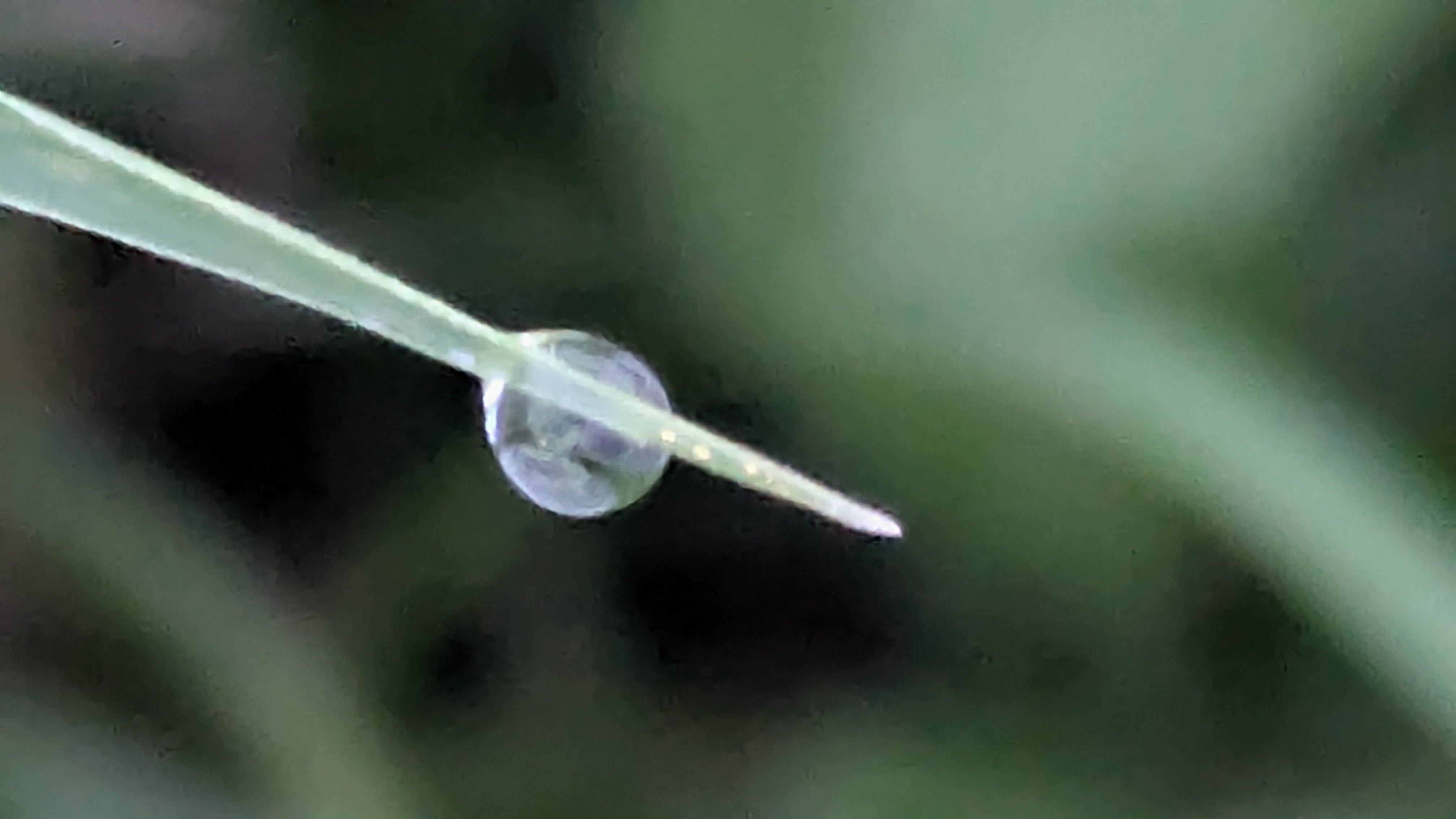 今朝の水滴｜ichiro70