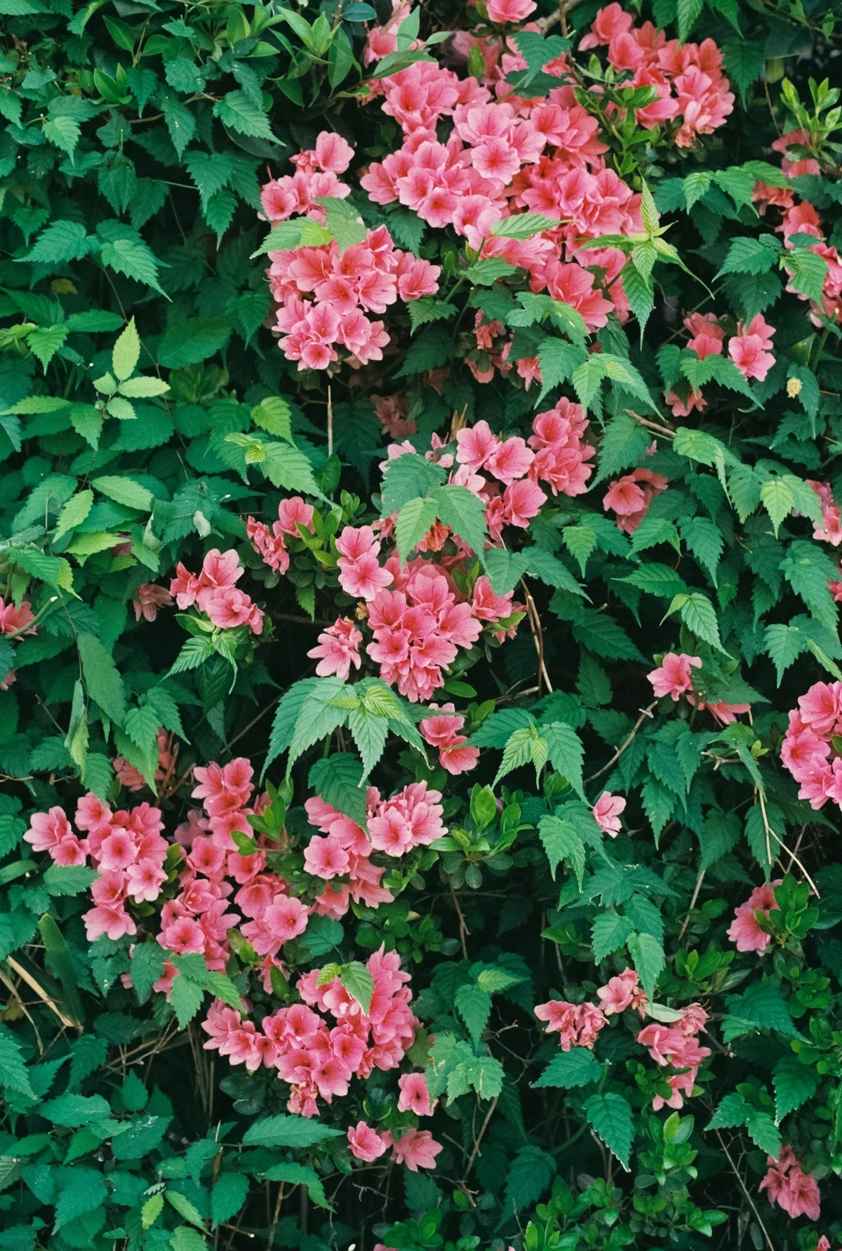 フィルムに収めた記憶 ＃13｜tomitomi_otomi