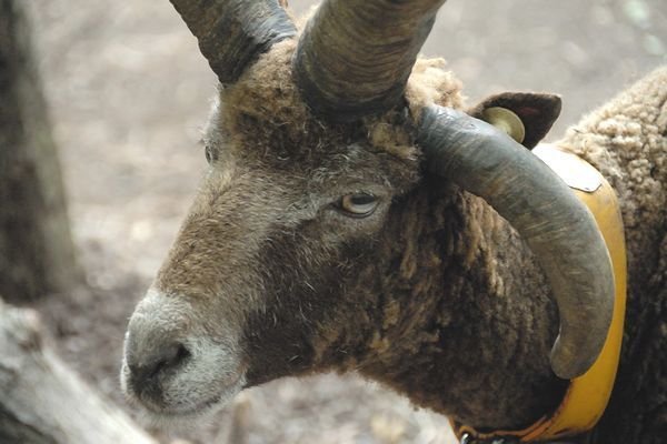 マンクスロフタン物語｜M_ayumi