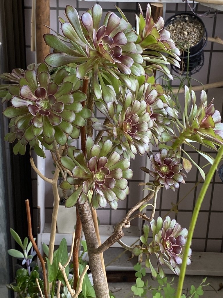 今週は多肉植物特集。その4：復活のアエオニウム。｜Ms'HIRO