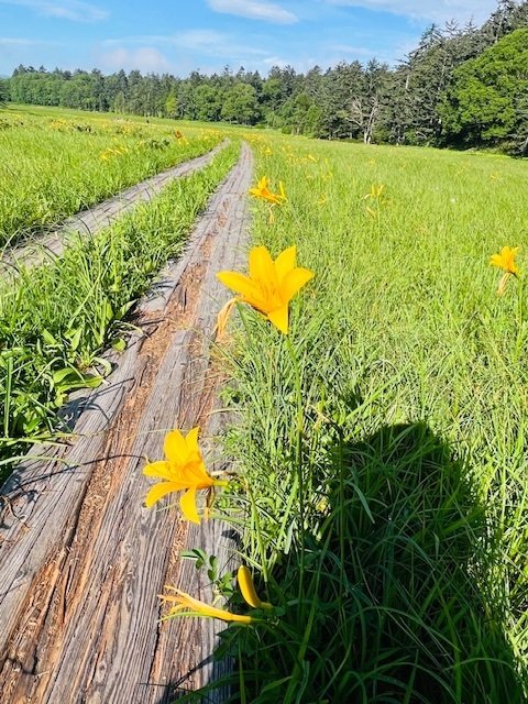 61歳の冒険🎒 尾瀬一人旅 単独行編｜ミント