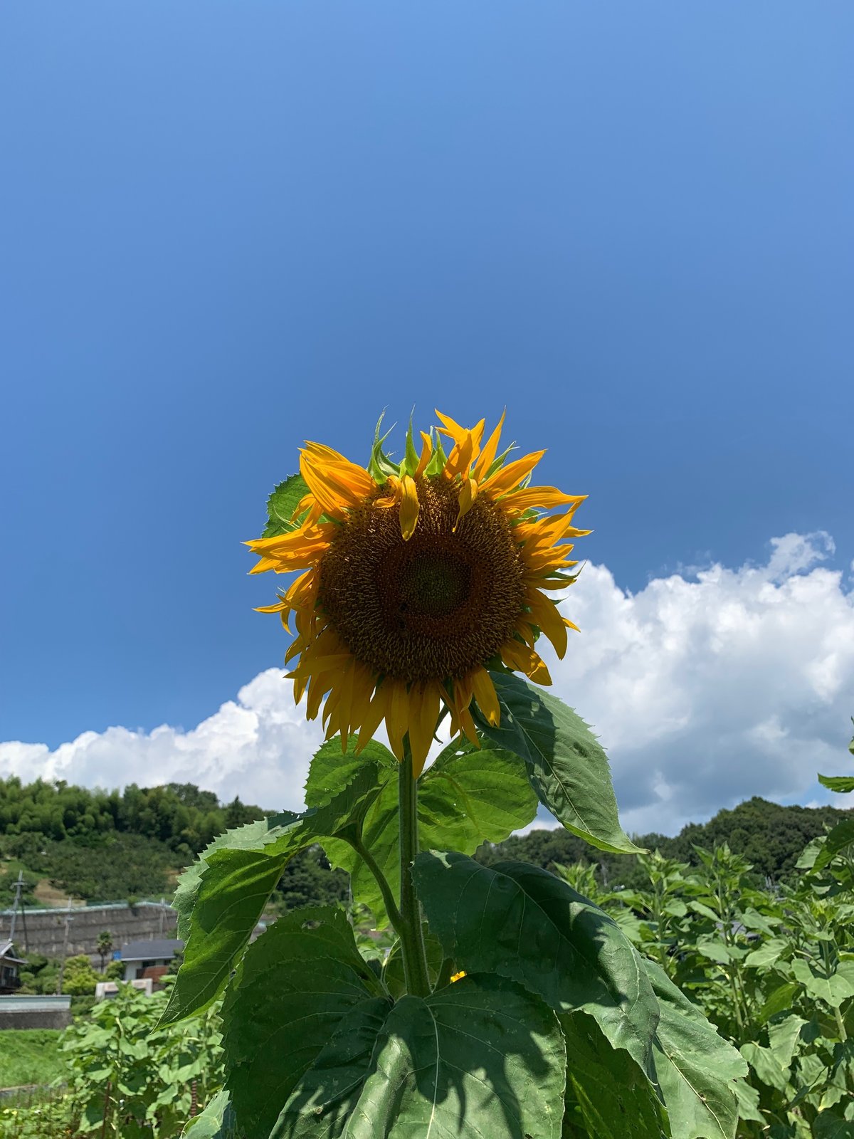 暑い夏のある日｜mbook.26