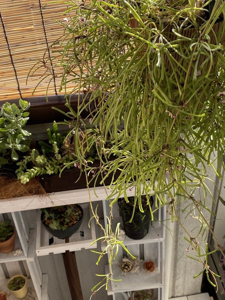 今週は多肉植物特集。その6：多肉的「落葉」という考え方。｜Ms'HIRO