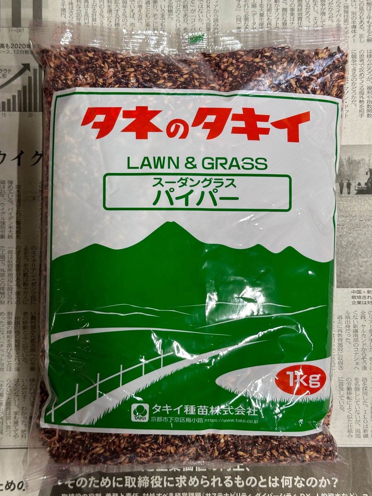 2024とうもろこし(15)緑肥｜NicePapa 平野 尚志