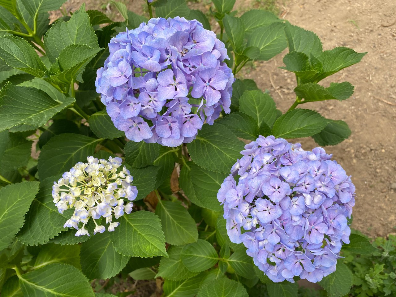 まさ / Atelier Masa｜note