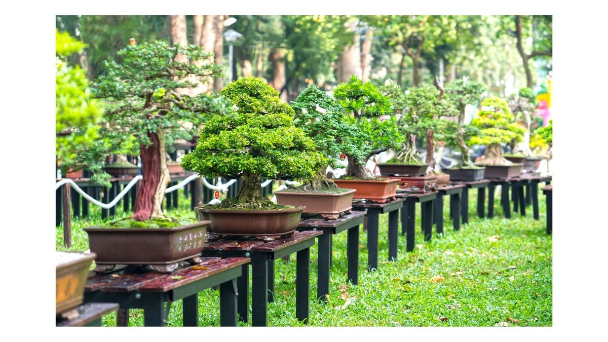 『盆栽』を育てるのは、何のため？誰のため？｜SHINGO KOYA