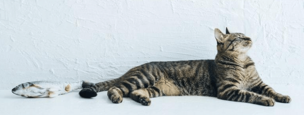 不規則な私が寝たい時間に寝られるようになった2つの方法｜AI YOSHIDA