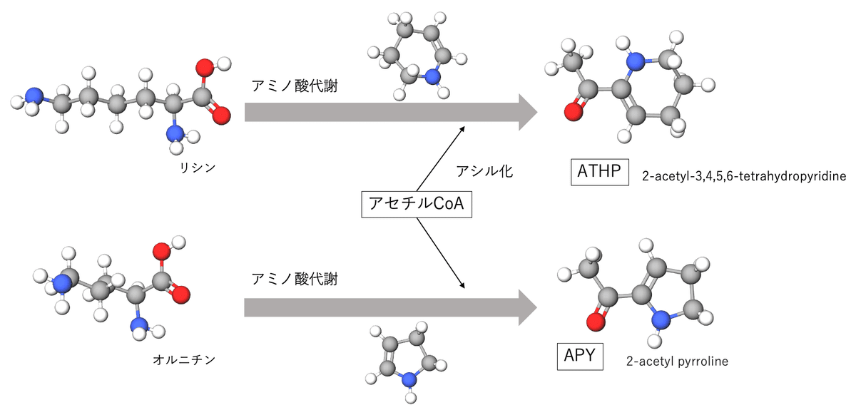 Off Flavor入門〜㉓THP｜Shiro Yamada