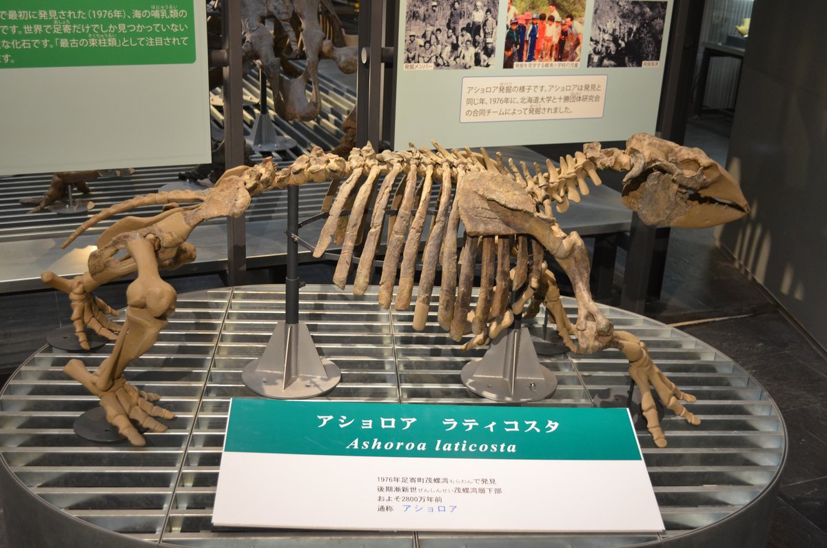 Ashoro Museum of Paleontology 足寄動物化石博物館｜Ռոշանակ (Roshanak, 𐎼𐎧𐏁𐎴)