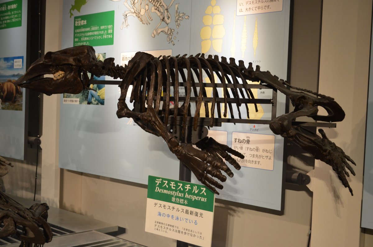Ashoro Museum of Paleontology 足寄動物化石博物館｜Ռոշանակ (Roshanak, 𐎼𐎧𐏁𐎴)