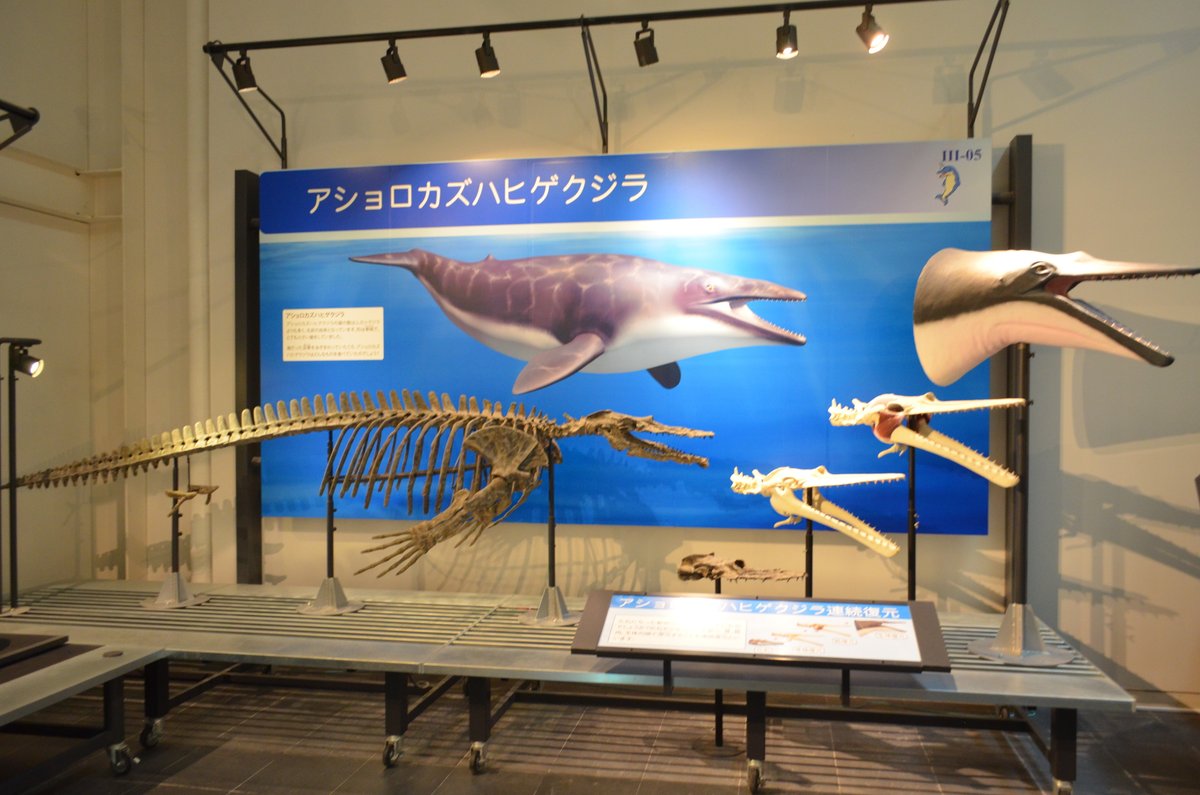 Ashoro Museum of Paleontology 足寄動物化石博物館｜Ռոշանակ (Roshanak, 𐎼𐎧𐏁𐎴)