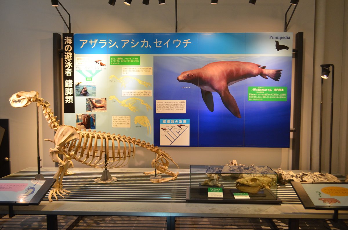 Ashoro Museum of Paleontology 足寄動物化石博物館｜Ռոշանակ (Roshanak, 𐎼𐎧𐏁𐎴)