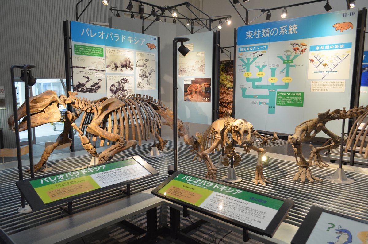 Ashoro Museum of Paleontology 足寄動物化石博物館｜Ռոշանակ (Roshanak, 𐎼𐎧𐏁𐎴)