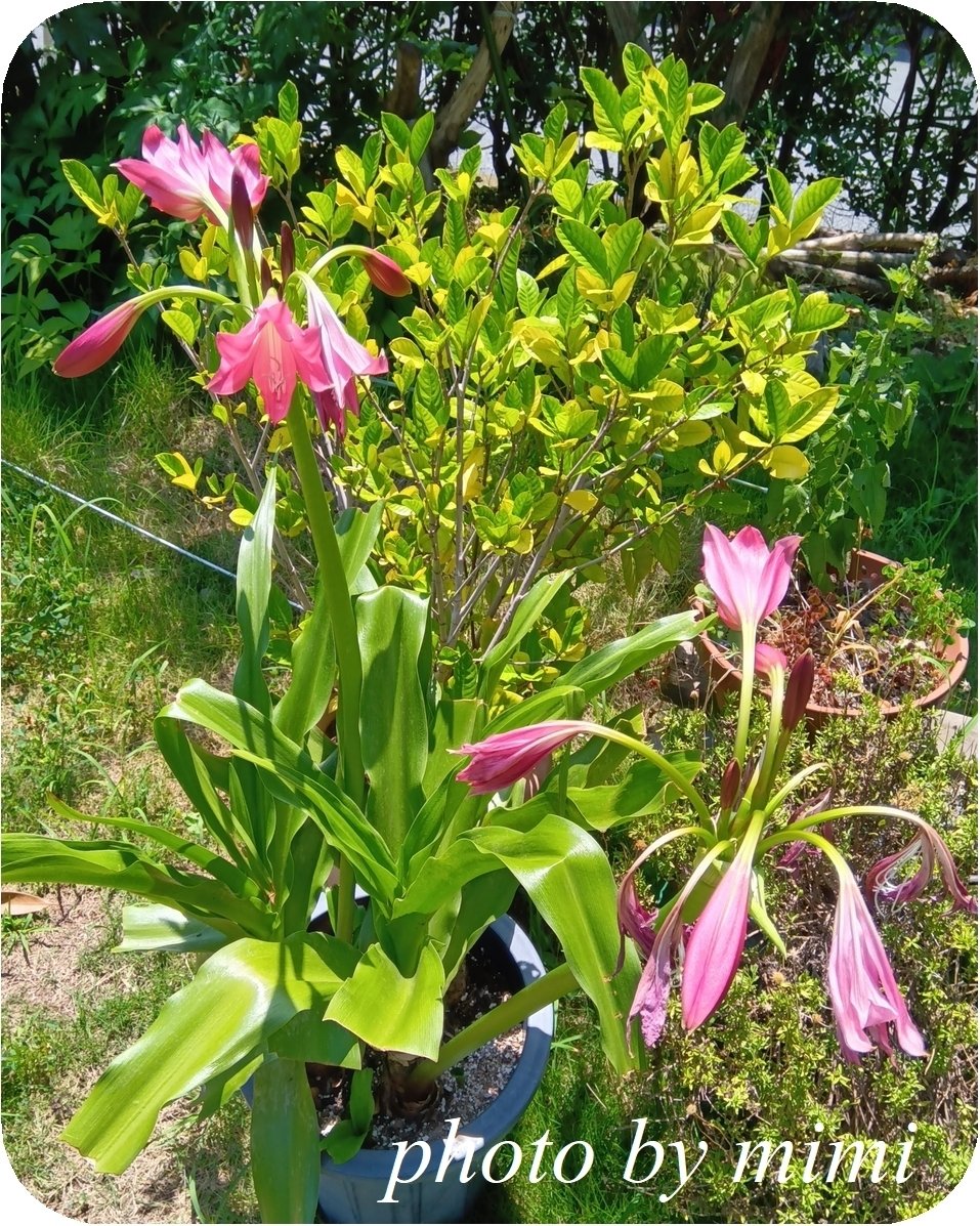 クリナム・エレンボサンケ｜mimi fleur