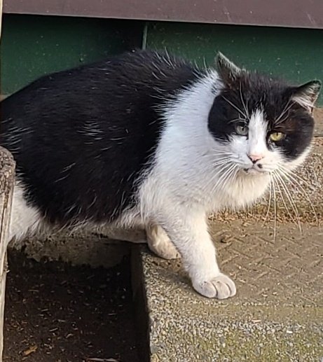 ねこ溜まった34｜ユウキ・ミズハラ