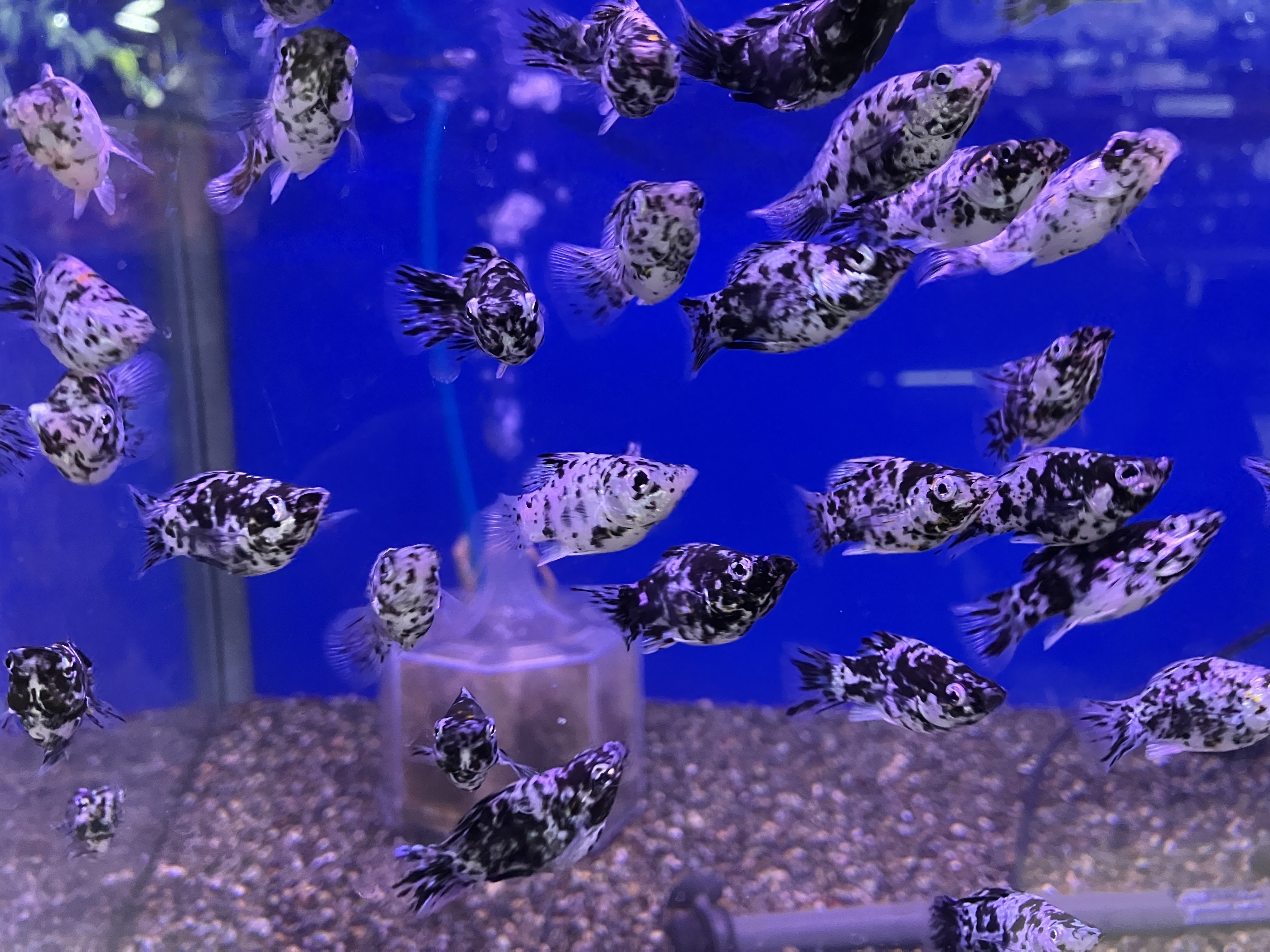 店舗にて｜poporin