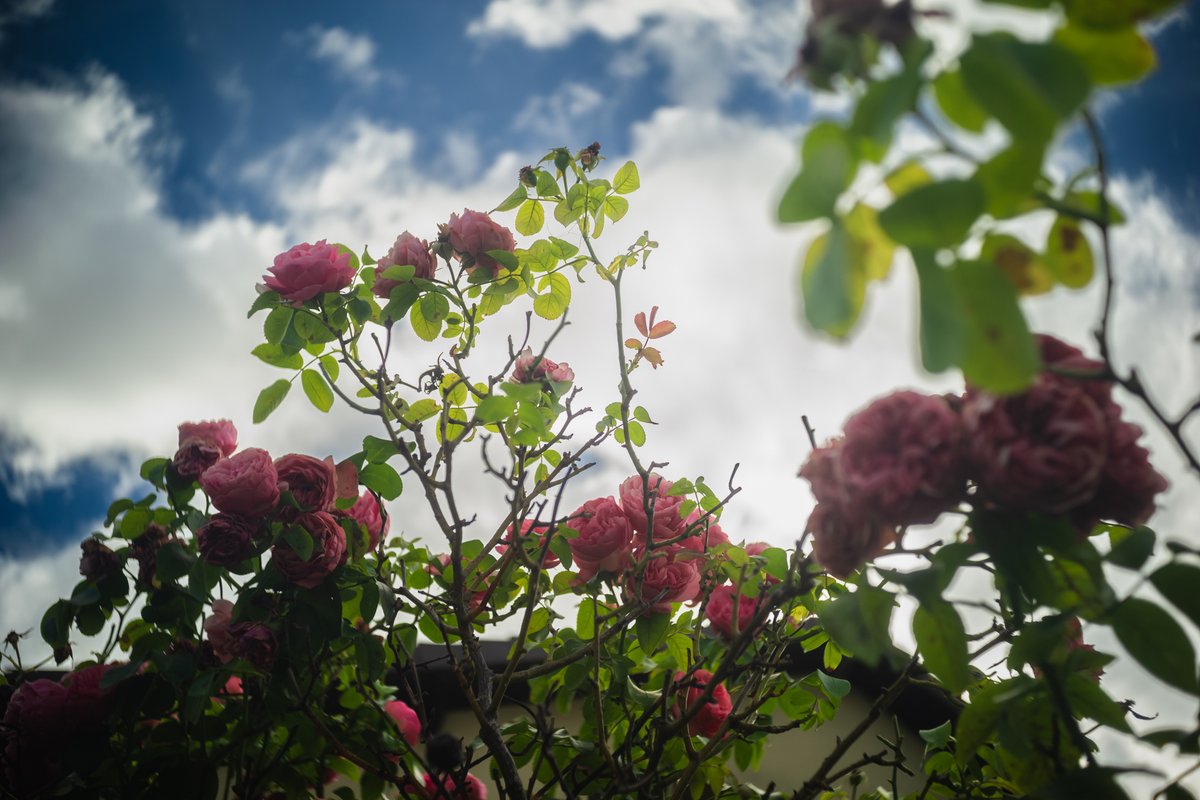 写真日記（Leica M10-D+Elmar 35mm）_06082024 ｜Taisuke Yoshida