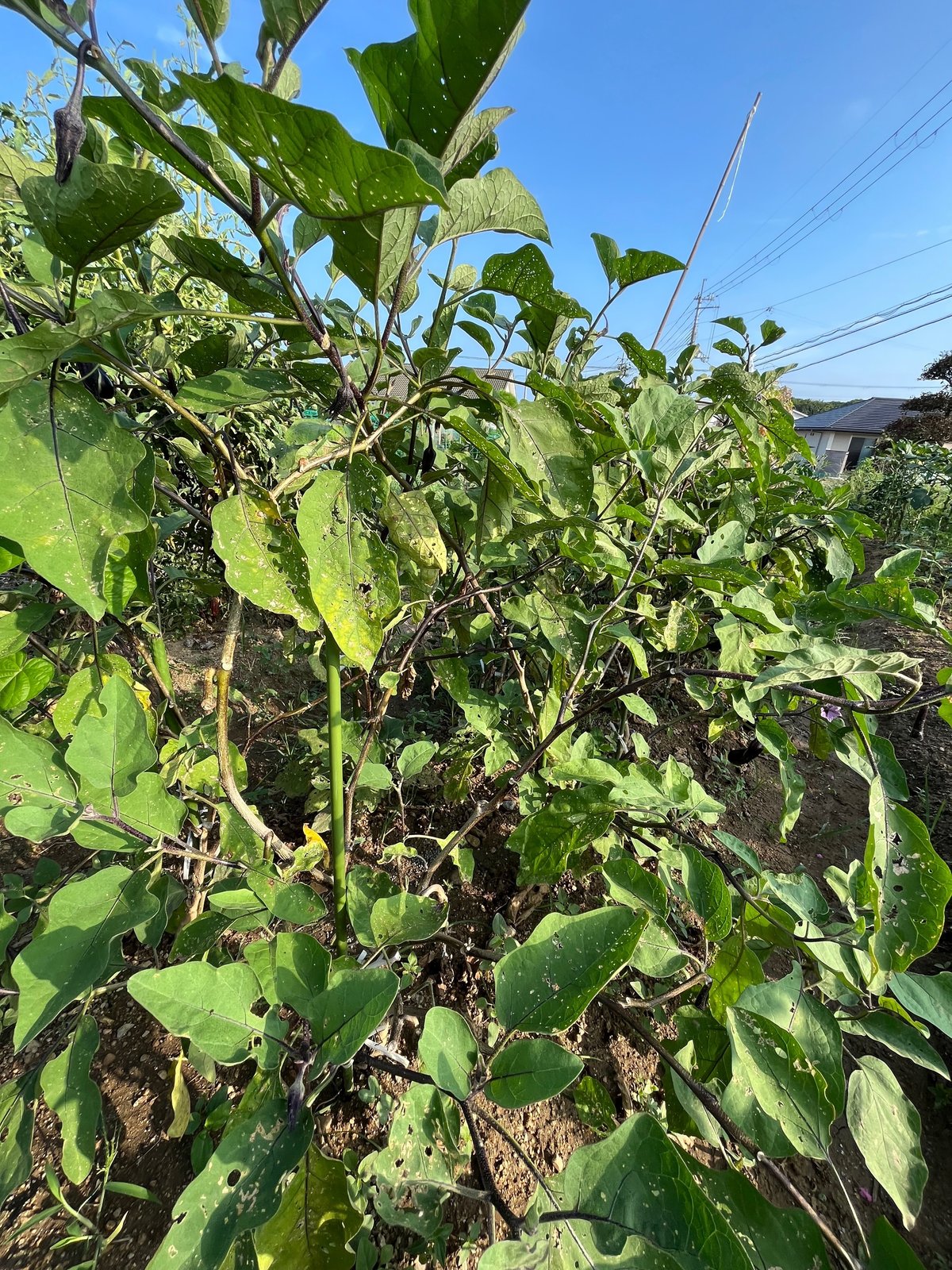 ドキドキ！ ナス休み｜ca-ptain@農ある暮らし