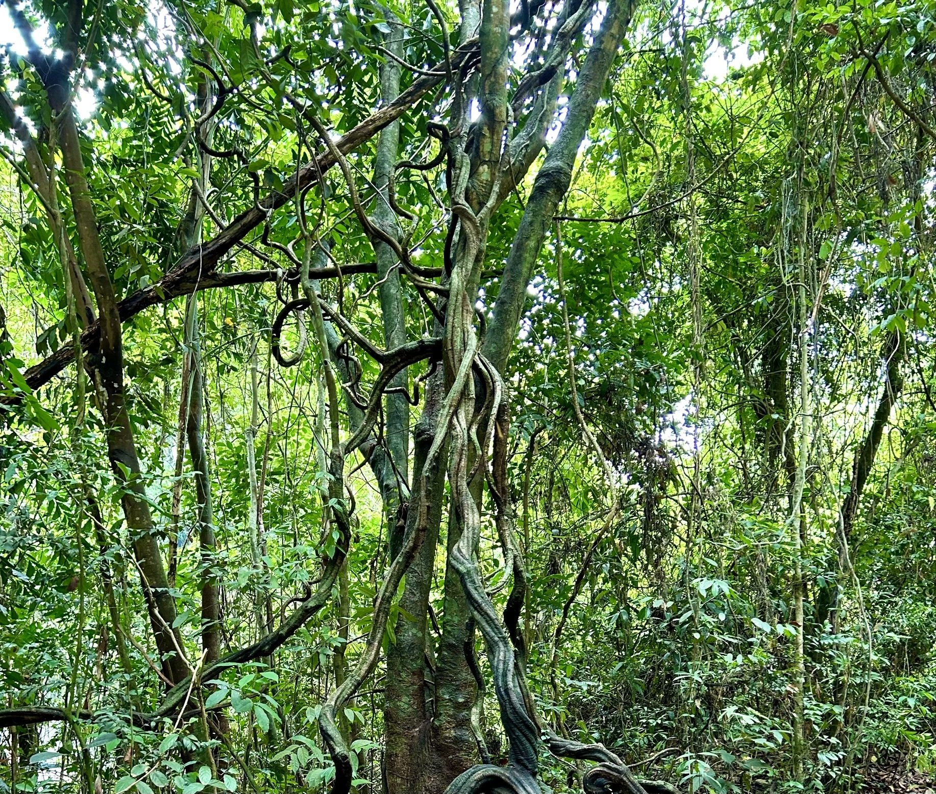 【ホーチミン旅行記】平和と友好のシンボル～「東洋のパリ」を訪ねて｜ayano_leizei 冷泉あやの