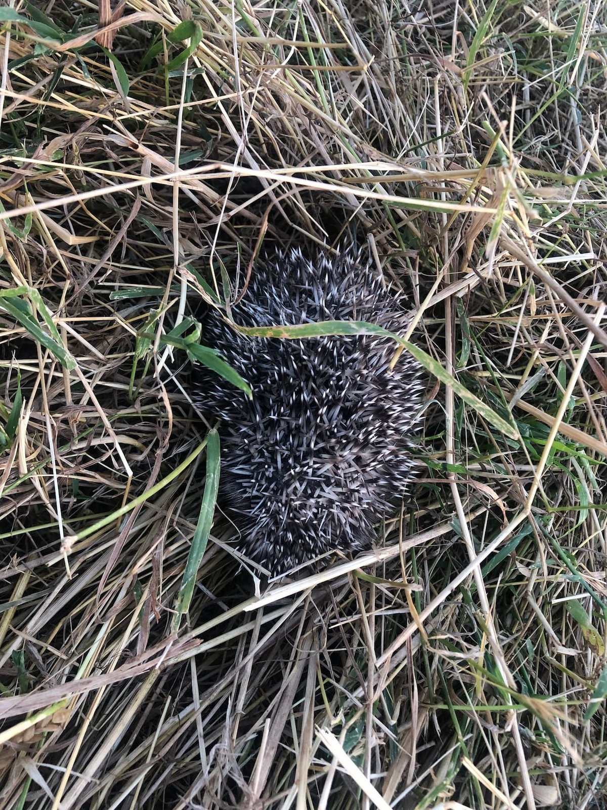 動画制作コース 留学日記7日目｜Writerity school