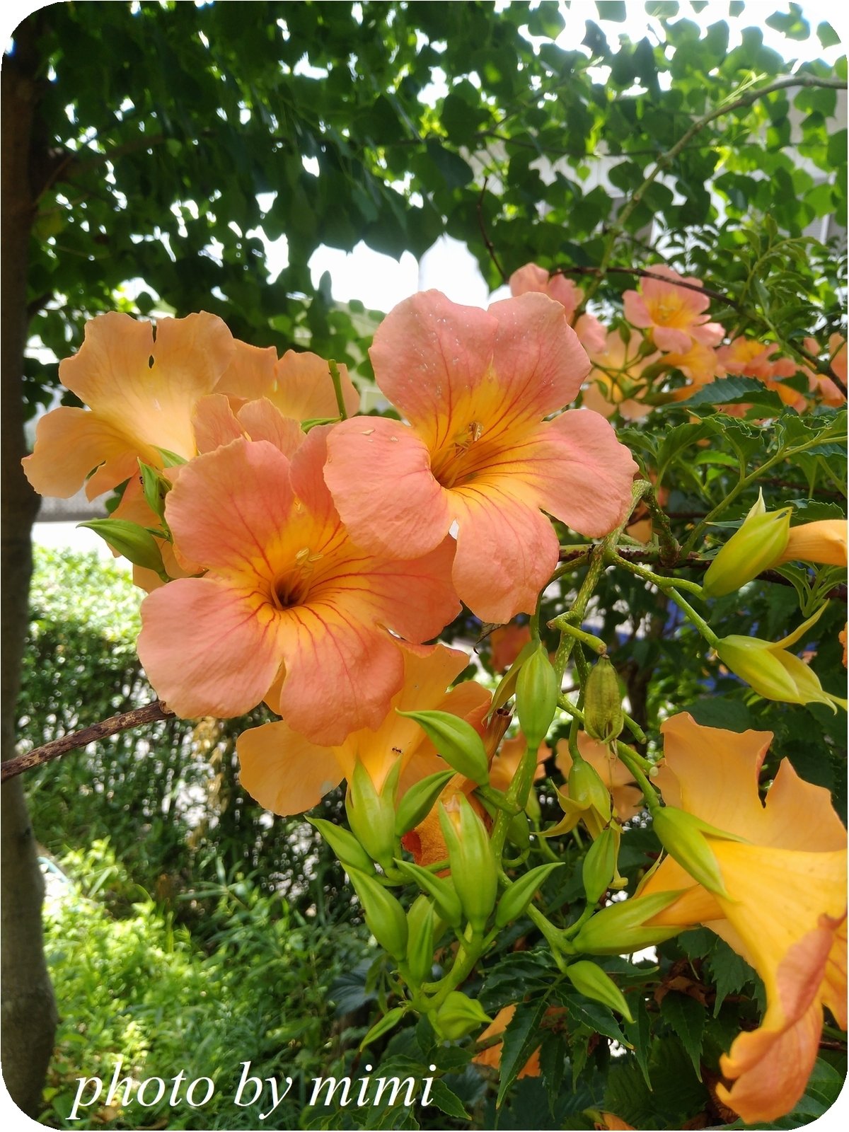 ノウゼンカズラ（凌霄花）｜mimi fleur