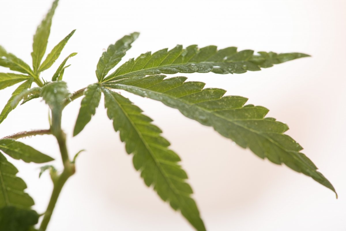 日本人を眠らせる為に｜Masayan_Kenji