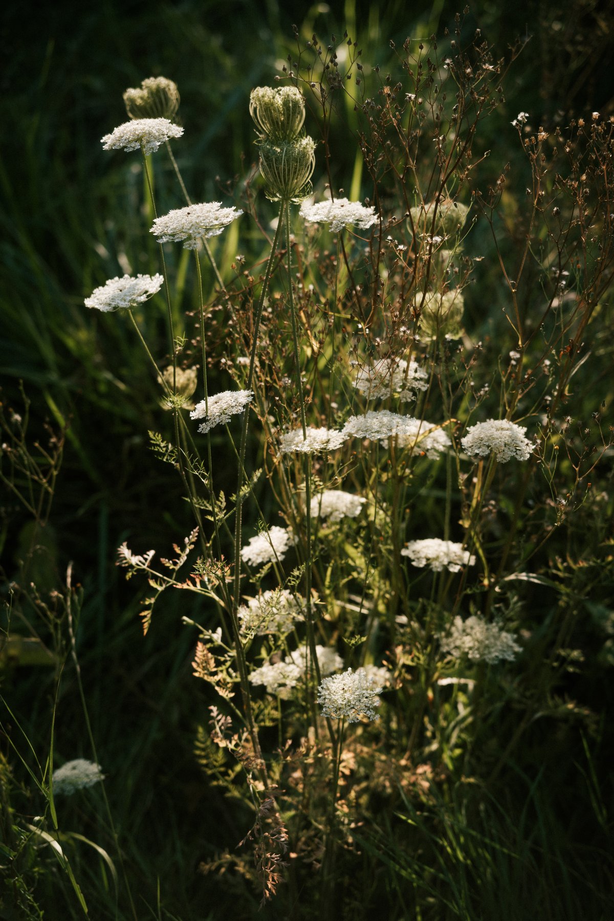 Leica M10-D レビューと作例。M型の魅力とは。｜Taisuke Yoshida