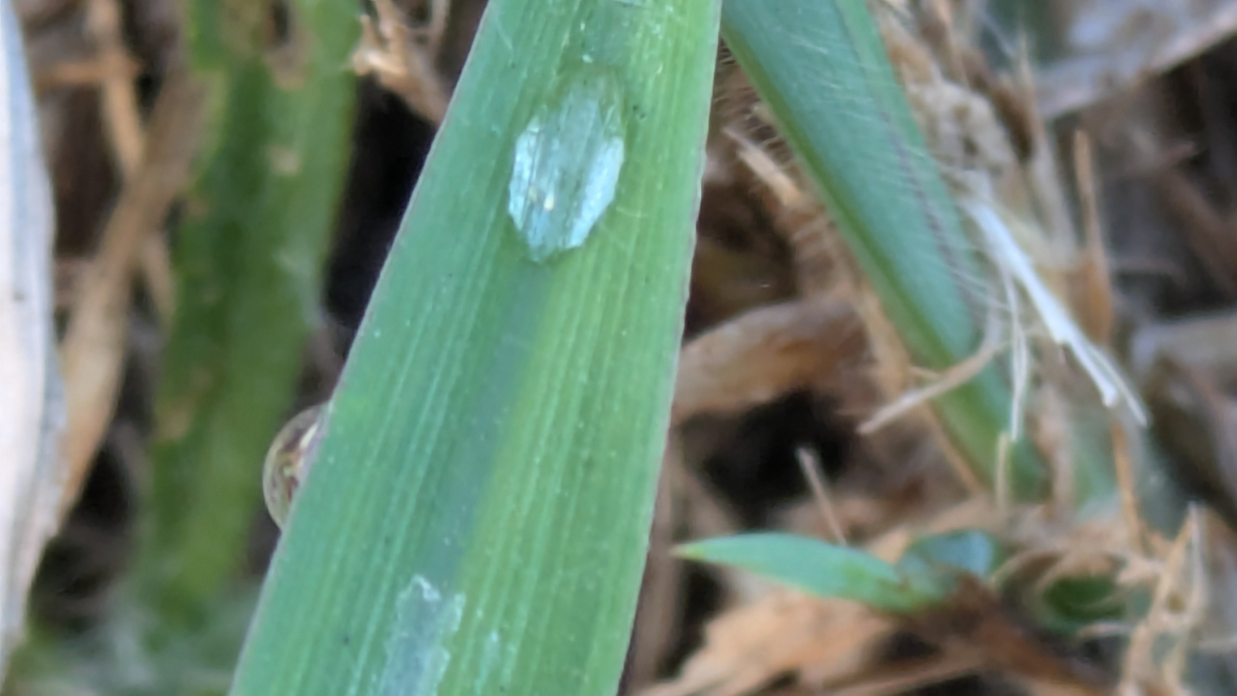 今朝の水滴②｜ichiro70