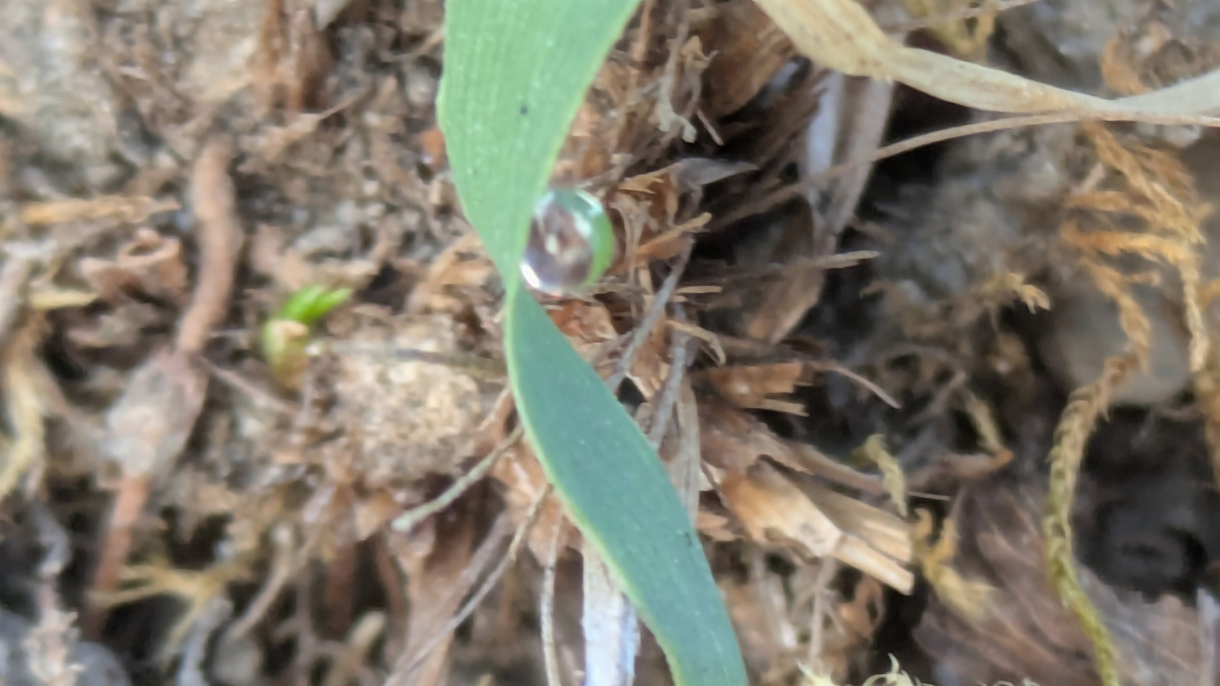 今朝の水滴④｜ichiro70