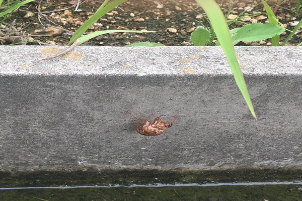 雪月 | Yuzuki｜note