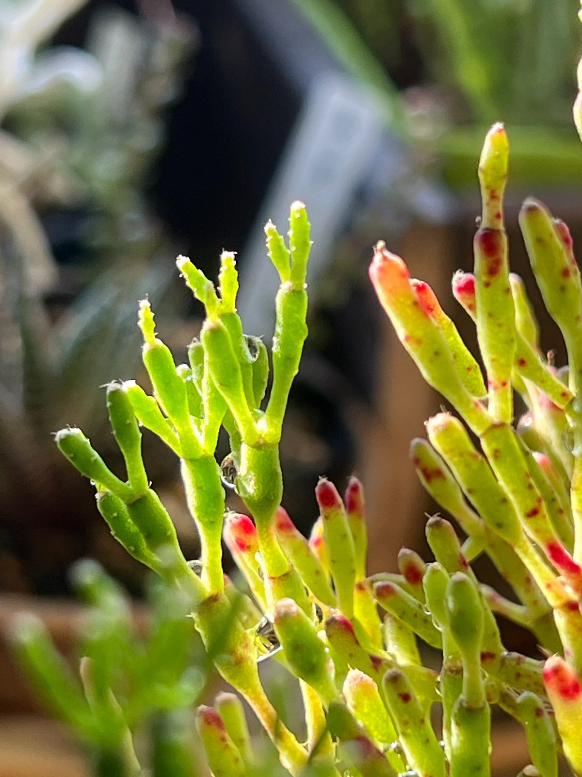 リプサリス・ハティオラ・サルコニオイデスについて語りたいっ！｜Ms'HIRO