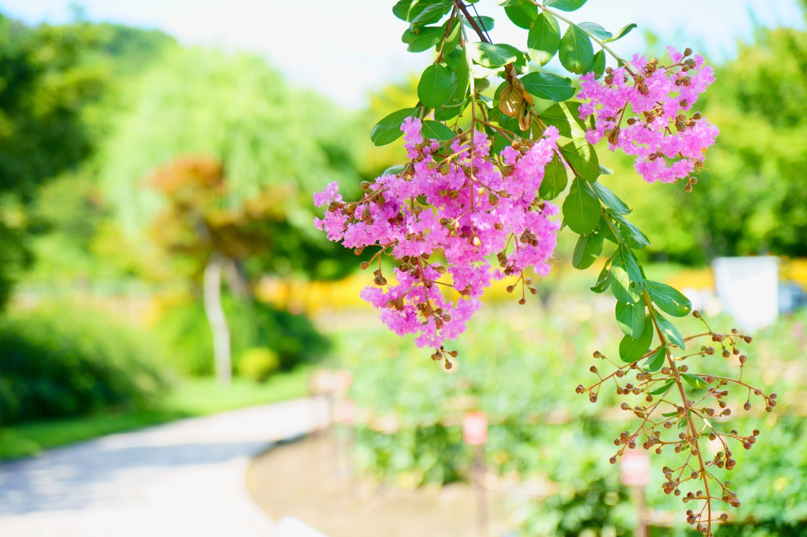 ダリヤ。｜noboru