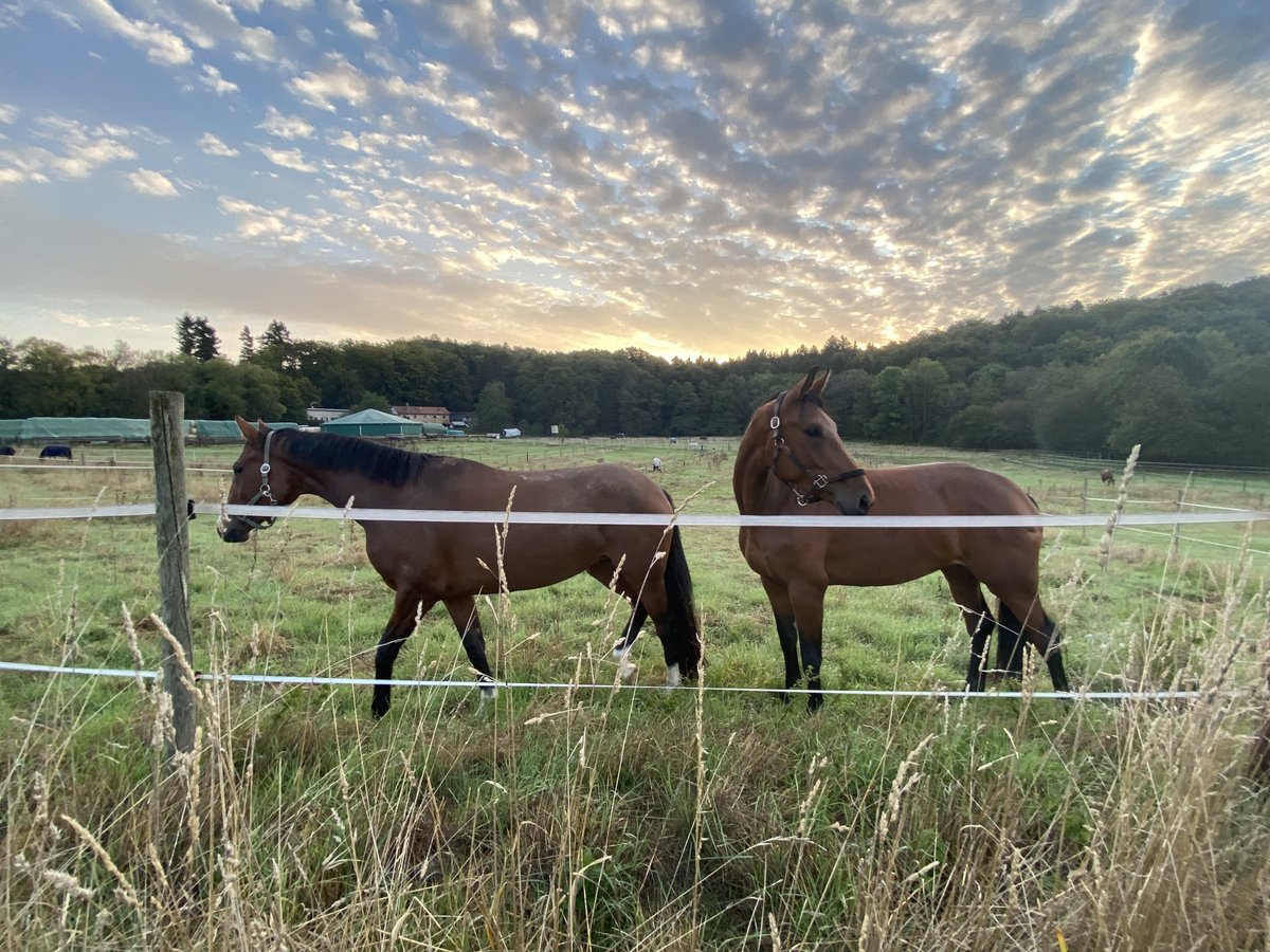 林芙美子『北岸部隊』と軍馬たち｜bonbong