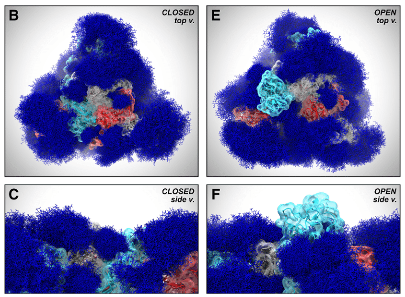 シールドを超えて：SARS-CoV-2スパイクタンパク質におけるグリカンの役割｜カイン