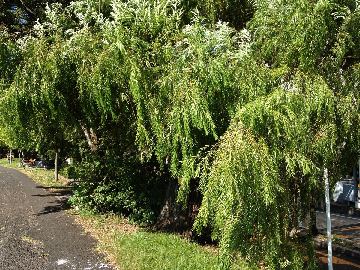 13年間の「被爆樹木」との対話、「感謝」のはなし｜Shunya.Asami NOTE