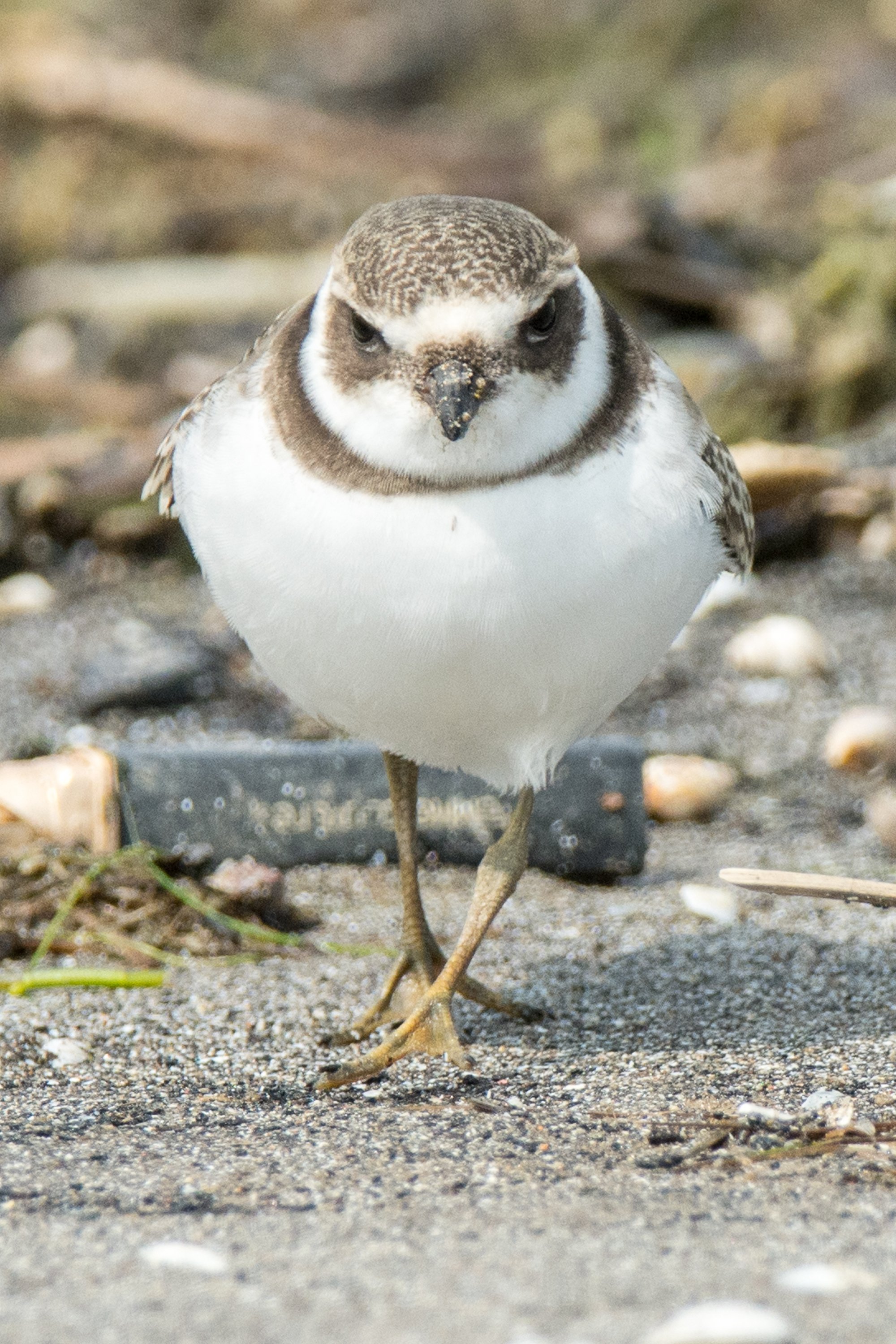 シカゴでバードウォッチング!】 Semipalmated Plover |ローリー シカゴでバードウォッチング!】 Semipalmated Plover |ローリー