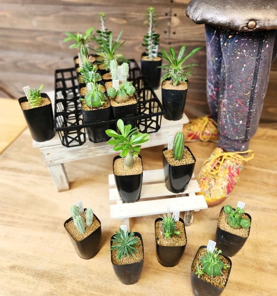 入荷情報(多肉植物編)2024.8.23 ~|グリーンセンター芳樹園 入荷情報(多肉植物編)2024.8.23 ~|グリーンセンター芳樹園