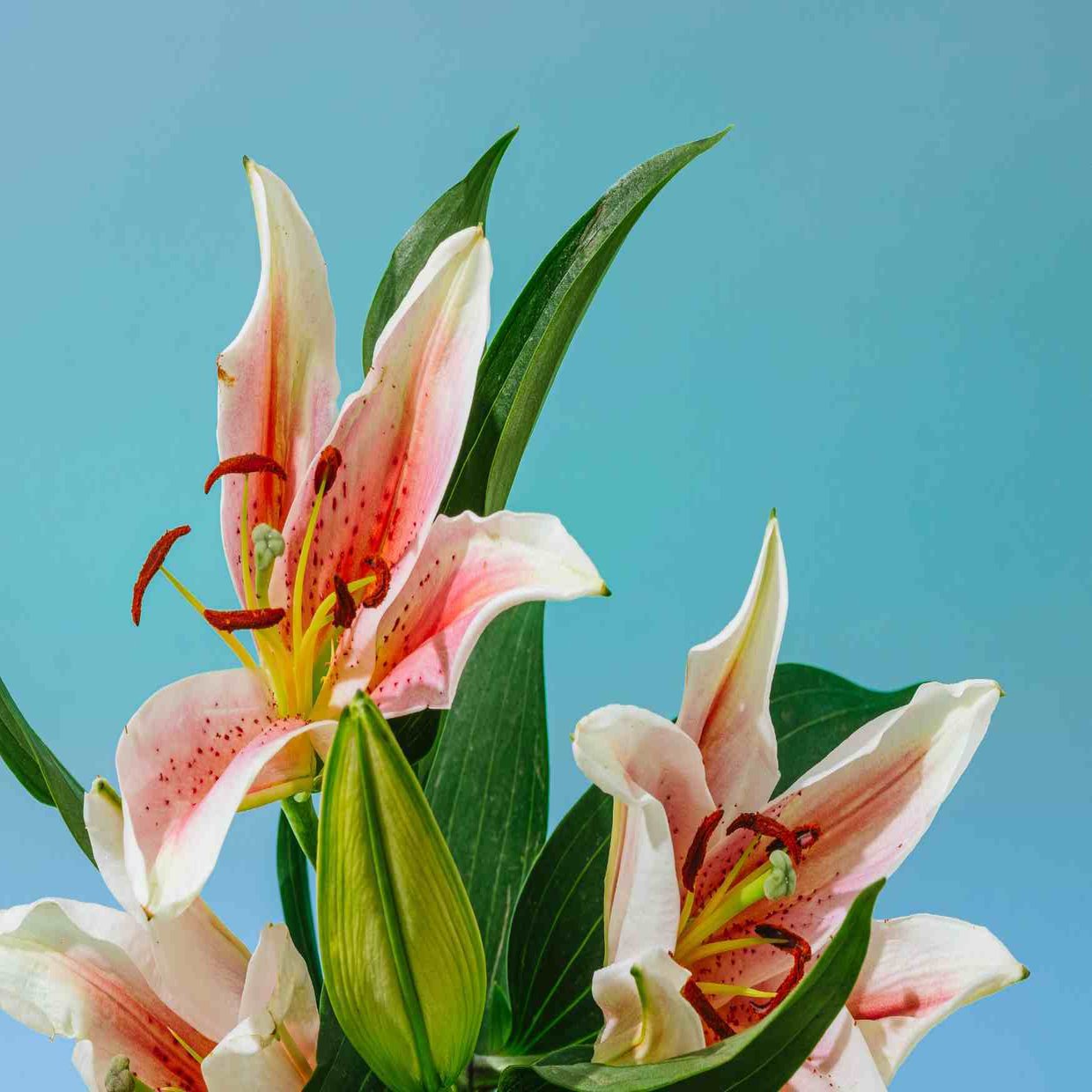 126. 動心学：自然界のリズムで運命を好転させる｜Masami | M.Tree 人生デザイン手相コーチ ＜手相・動心学xノート術xコーチング＞