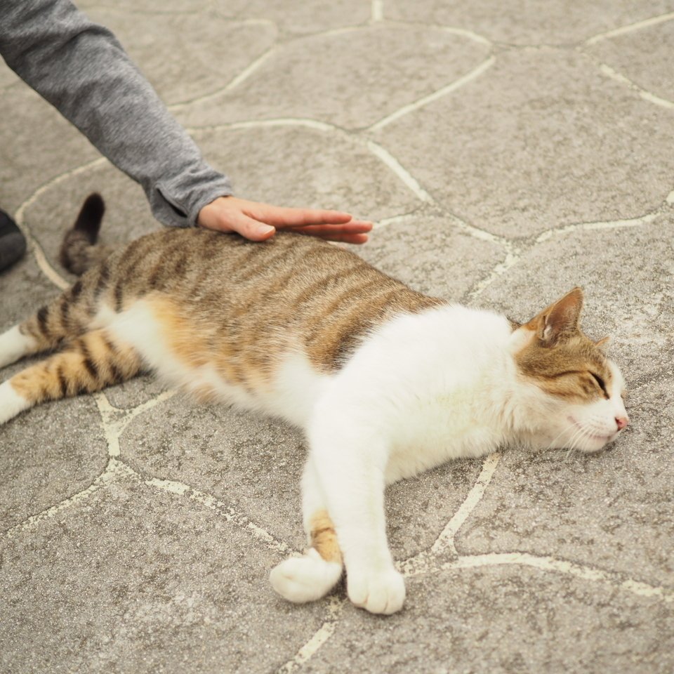 うちの猫たち＃4｜rimoco*rimoco